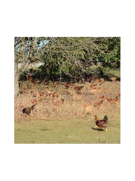 Poularde fermière élevée dans le Lot - 3.0 Kg - Mémé du Quercy